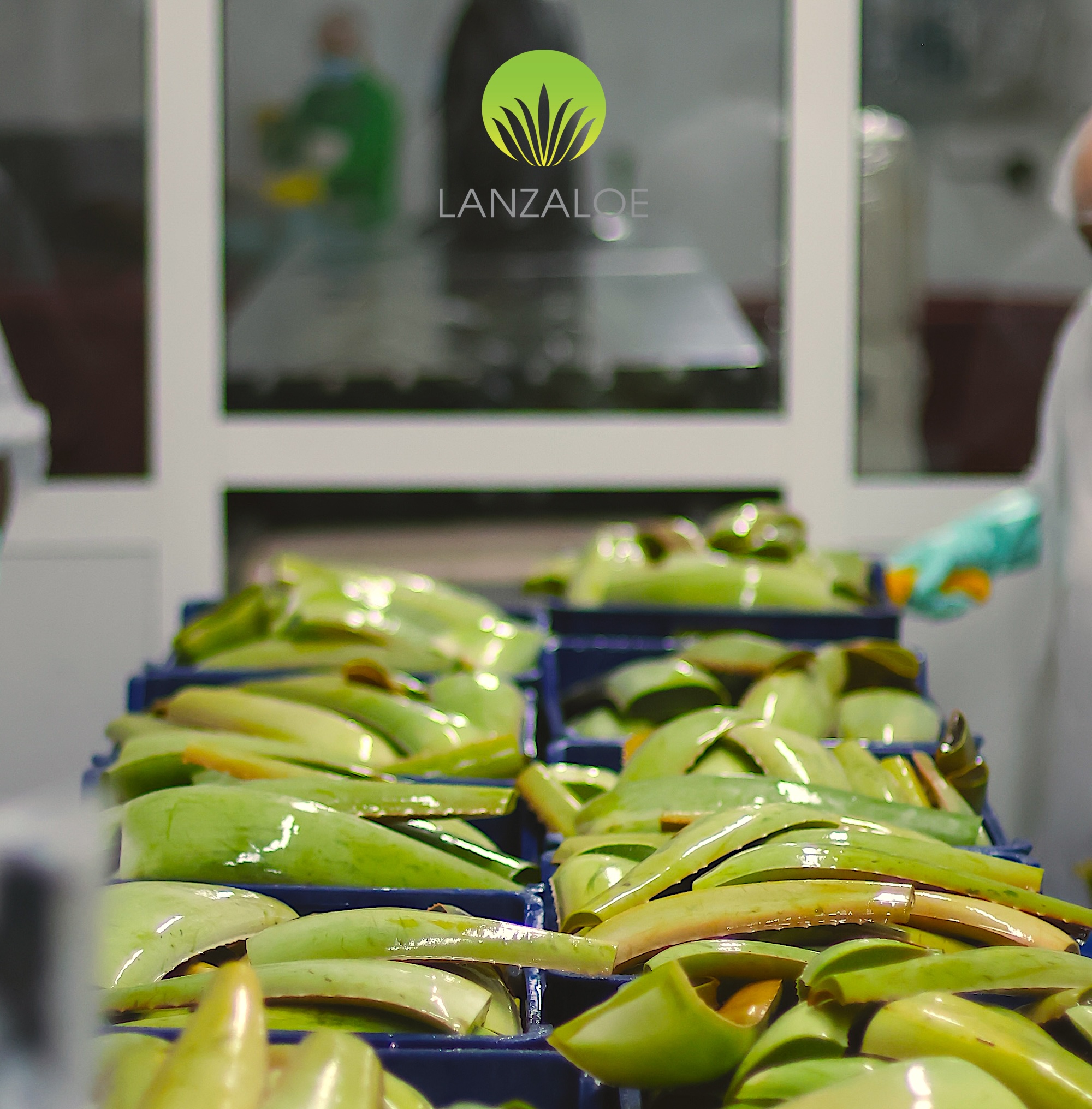 Aloe Vera Produits FR | Boutique en ligne Îles Canaries